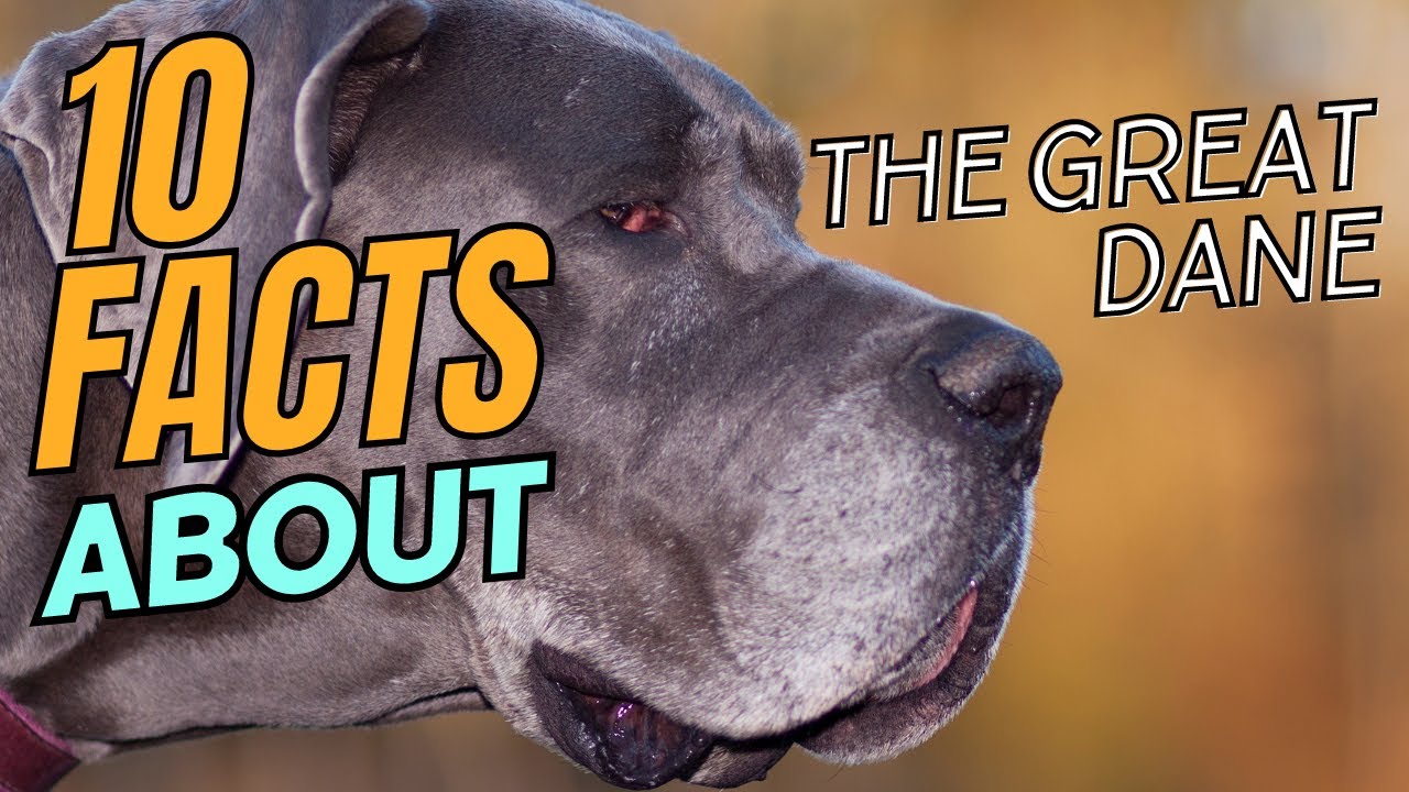 10 facts about the Great Dane Dog Breed - YouTube