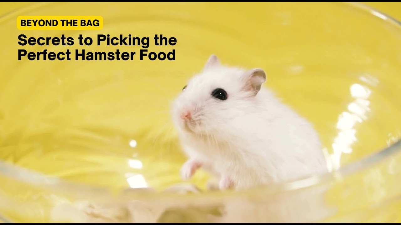 Hamster Feeding Guide: Tailoring Nutrition for Your Tiny Companion 🐹🥕 ...