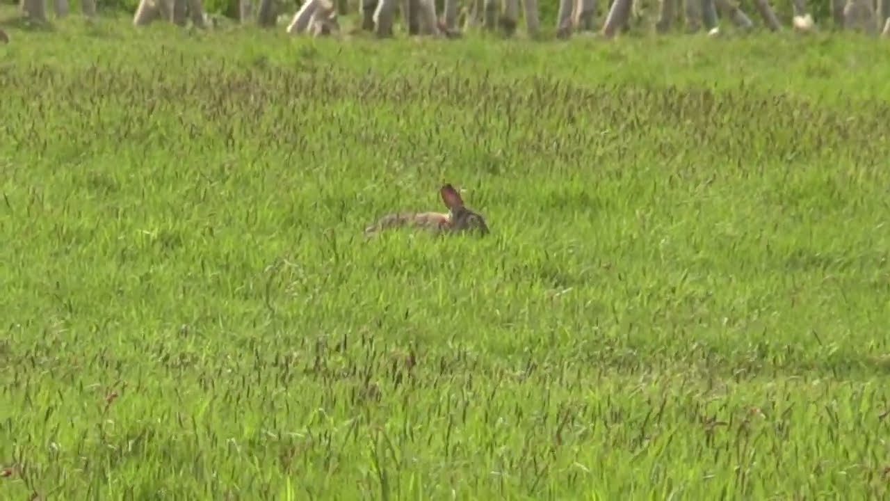 The Rabbits of Aviation - Bristol Airport's Beautiful Bunnies! - YouTube