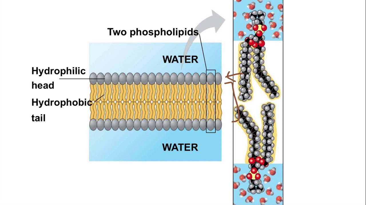 Ch 4.3 Notes Cell Membranes (updated image) - YouTube