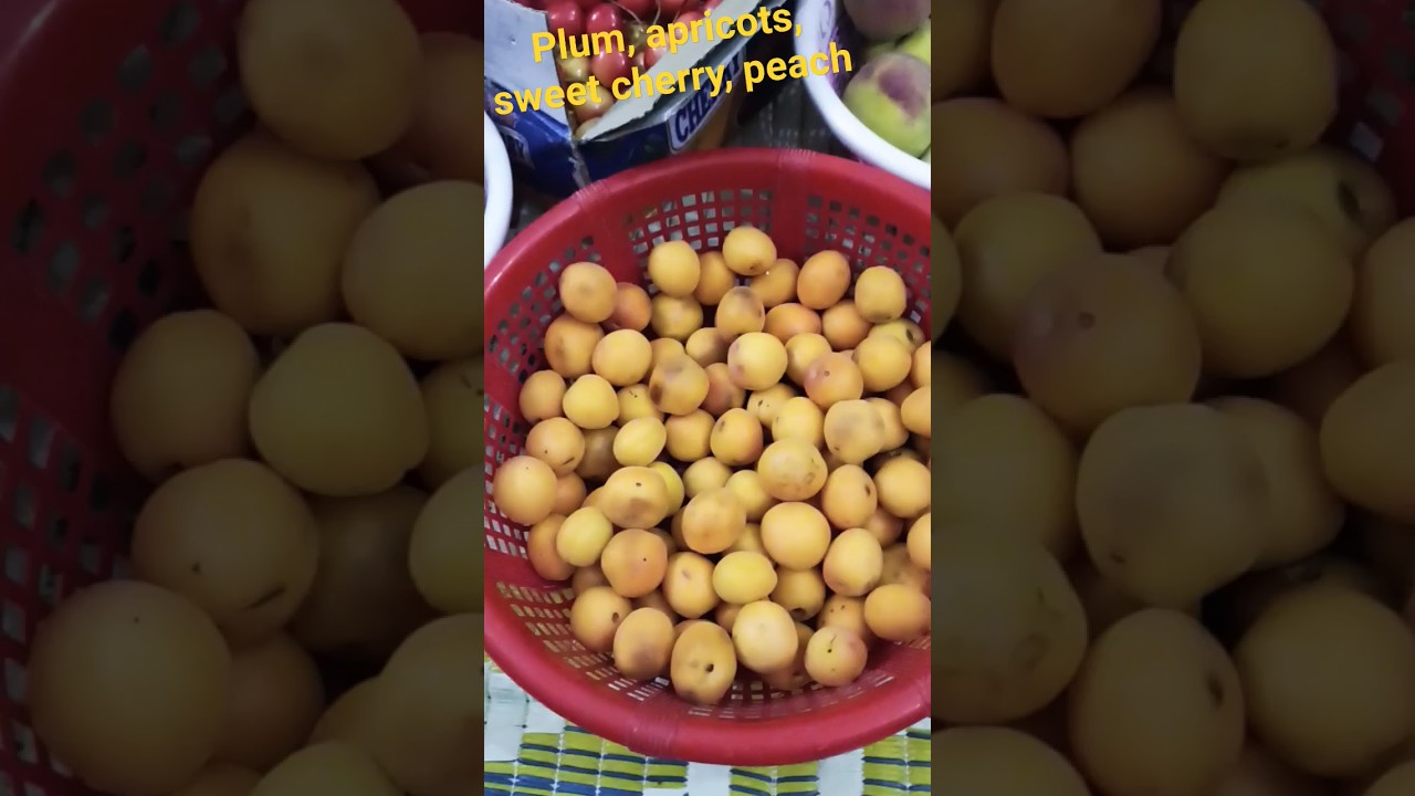 pahadi fruits#peaches #plum #apricots #sweetcherry #ramgarh # ...