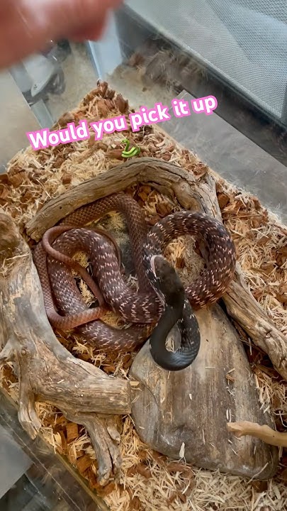 Ungrateful snake bites handler 🐍 - YouTube