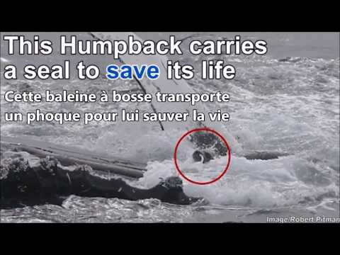 La baleine à bosse, véritable héros?