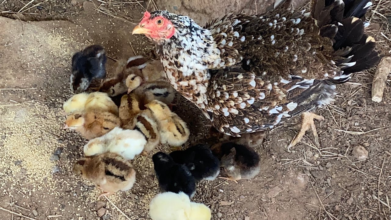 NOVIDADES NO CRIATÓRIO + VIM CORRENDO VER / FOI UMA SURPRESA MARAVILHOSA - YouTube