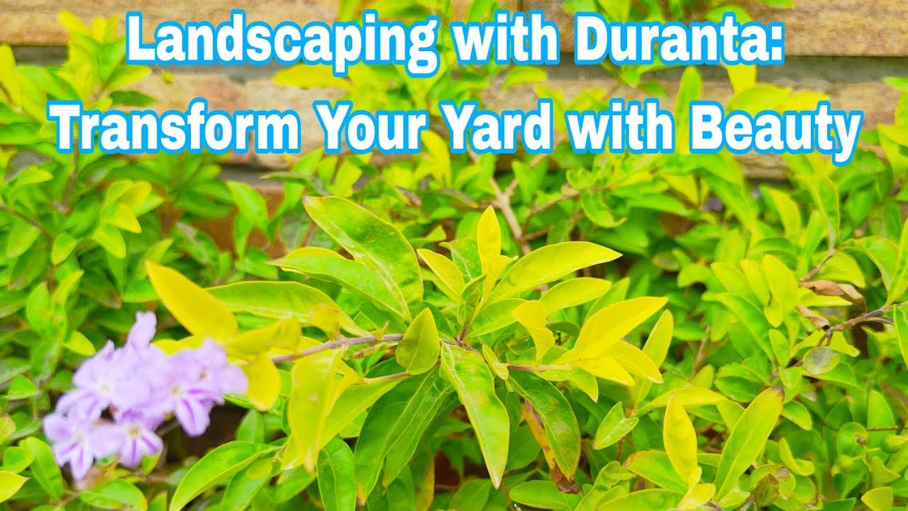 Duranta Plant Care Tips, All About Duranta: Growing and More!, Nature's ...