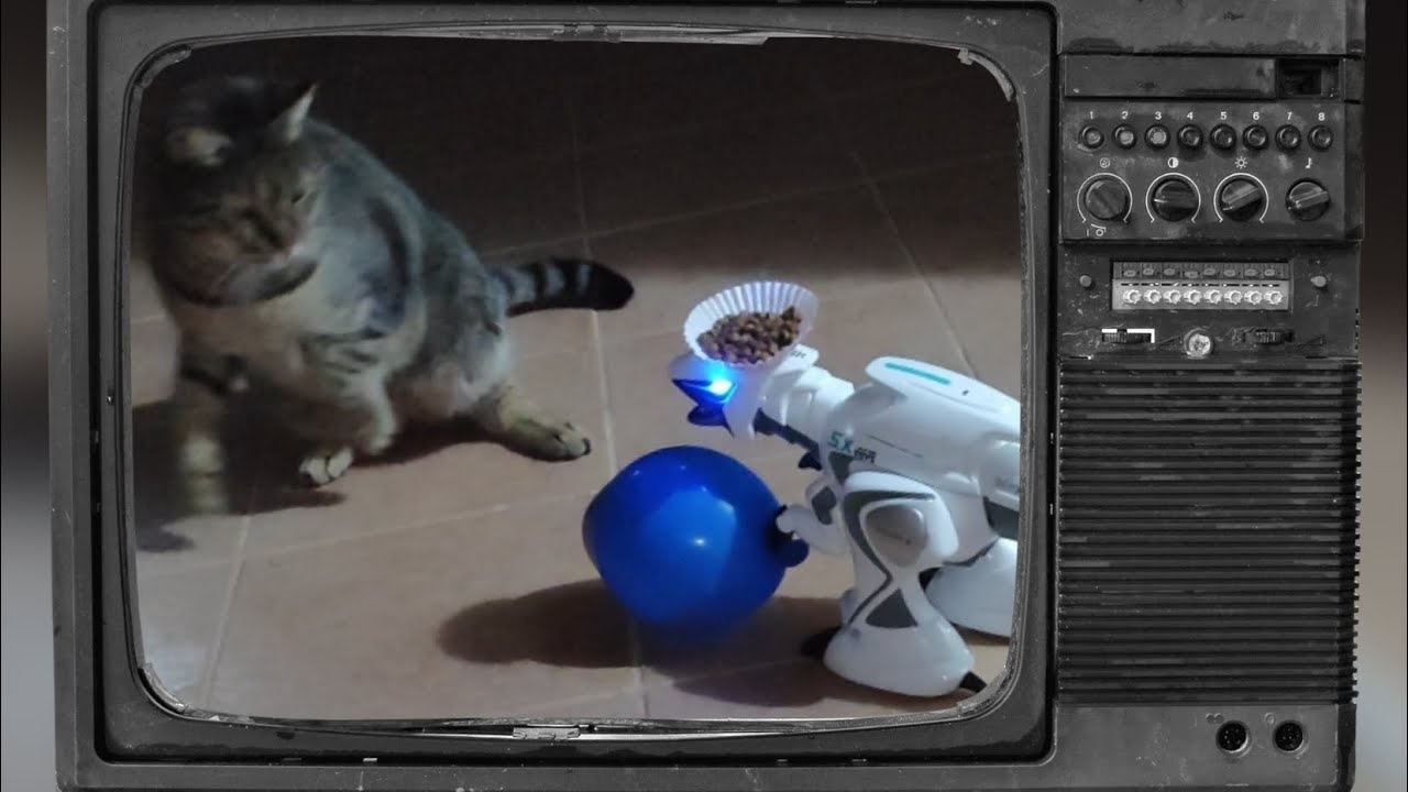 Funny robot got all the stray cats of the neighborhood assembled for ...