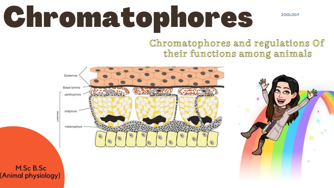 Chromatopores-Chromatopores and Regulations of their functions among ...