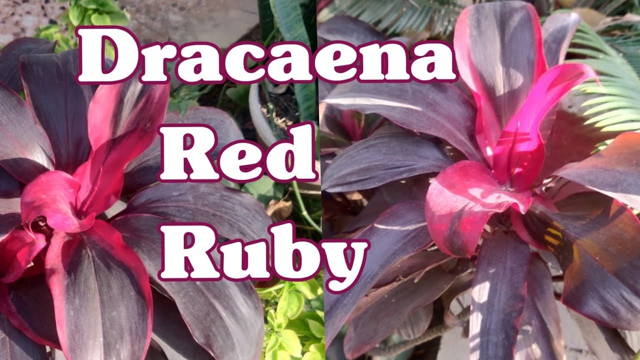 Dracaena Red Ruby | Care and propagation of dracaena red plant. - YouTube