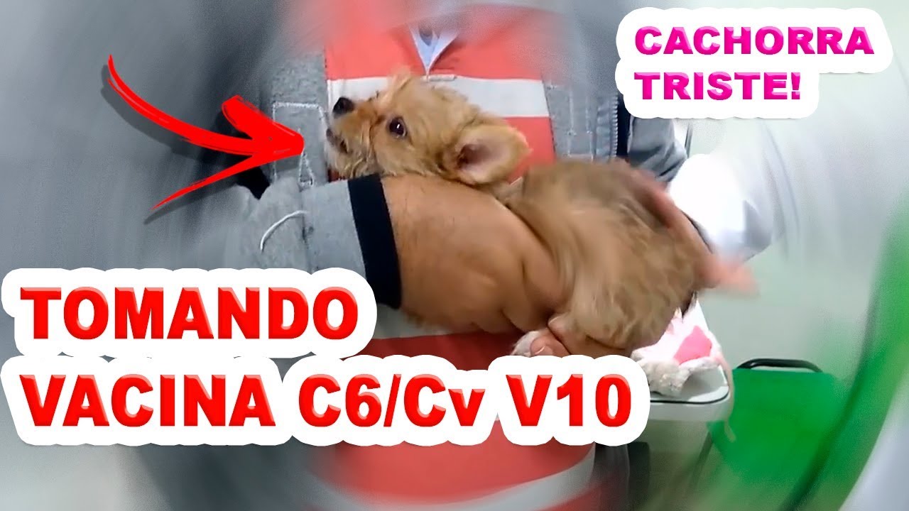 APLICANDO VACINA RECOMBITEK C6/CV V10 NA DORINHA IOK CHAINE DE 2 MESES ...