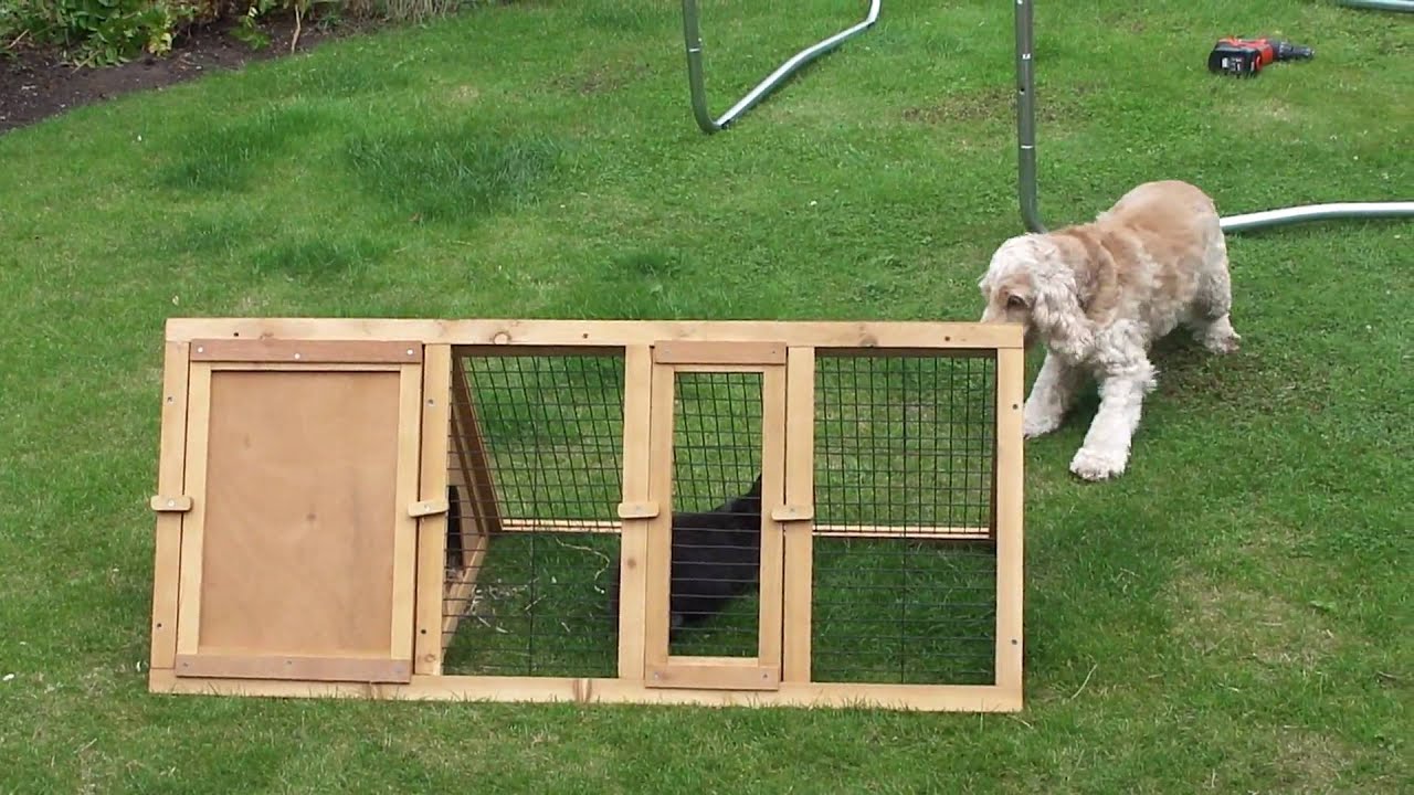 Dog scared of Rabbit! Funny! - YouTube