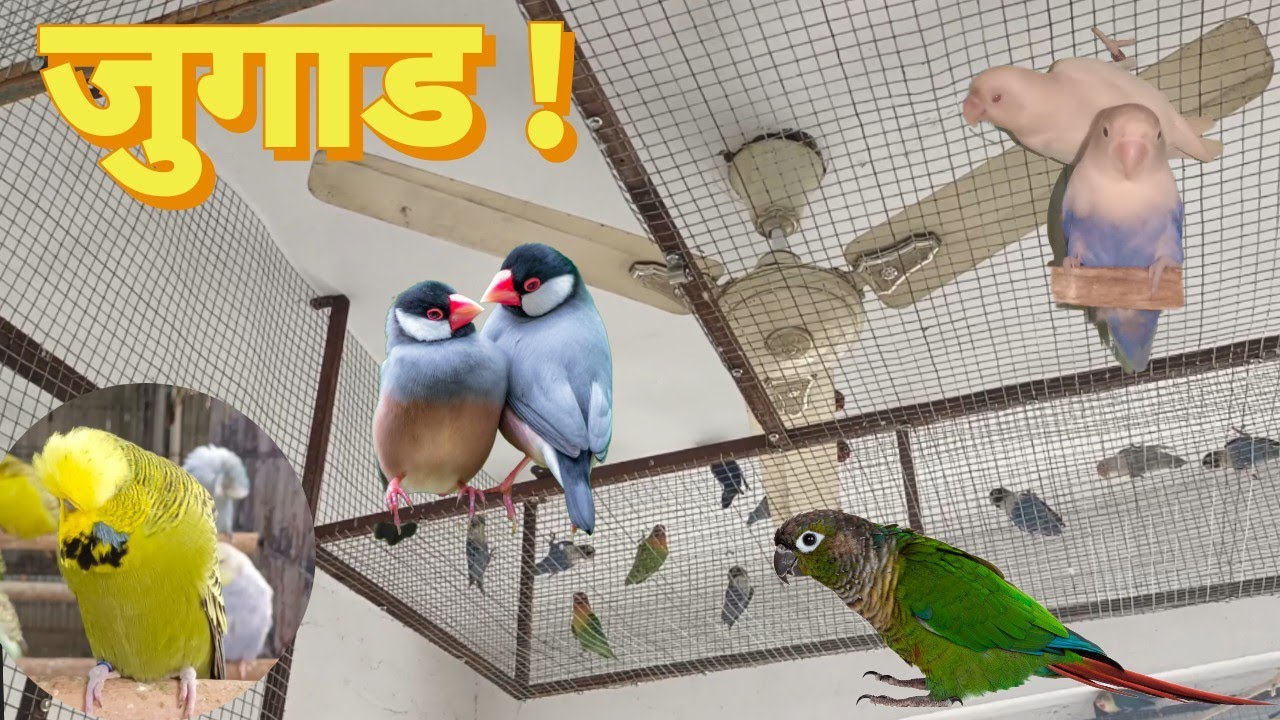 Bird setup in Surat | Holland budgies, Java sparrow, Lovebird colony, Pineapple conure - YouTube