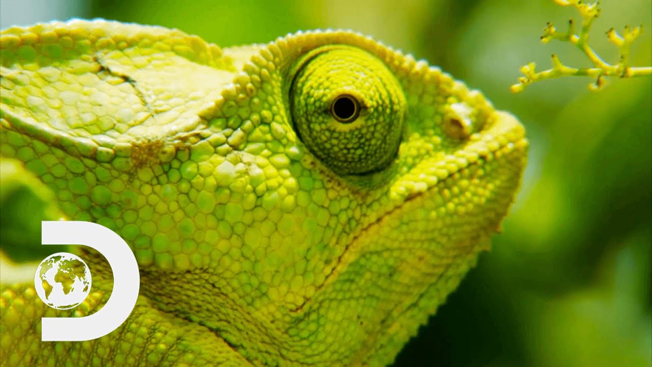 Amazing Creatures You Can Find In The Arabian Coastlands | Wildest ...