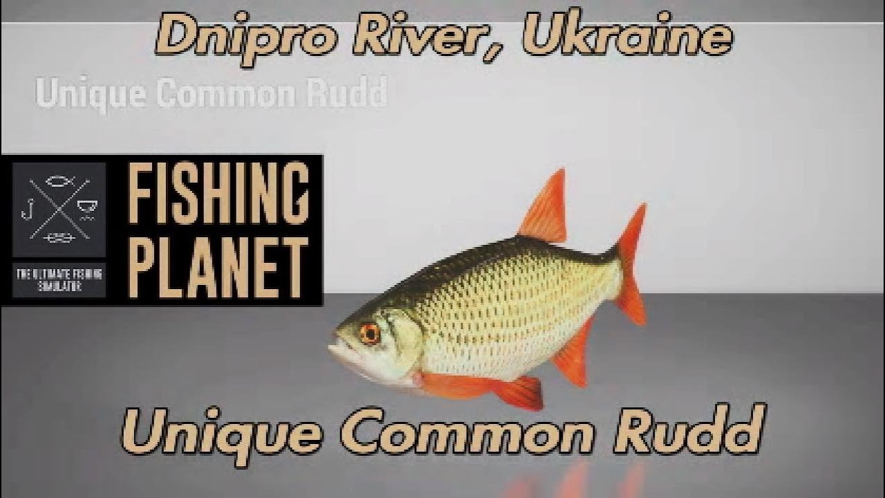 Unique Common Rudd Dnipro River Ukraine Fishing Planet Guide - YouTube