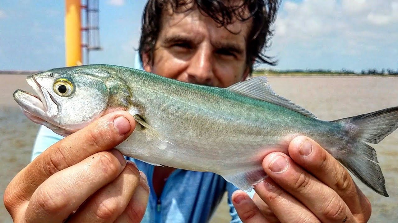 This Fish Shouldn't Be Here... - YouTube