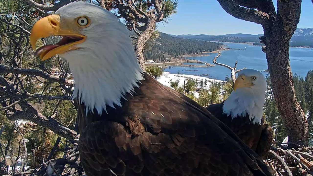 💕Beautiful close ups and nest work of Jackie and Shadow💕 Big Bear Bald ...