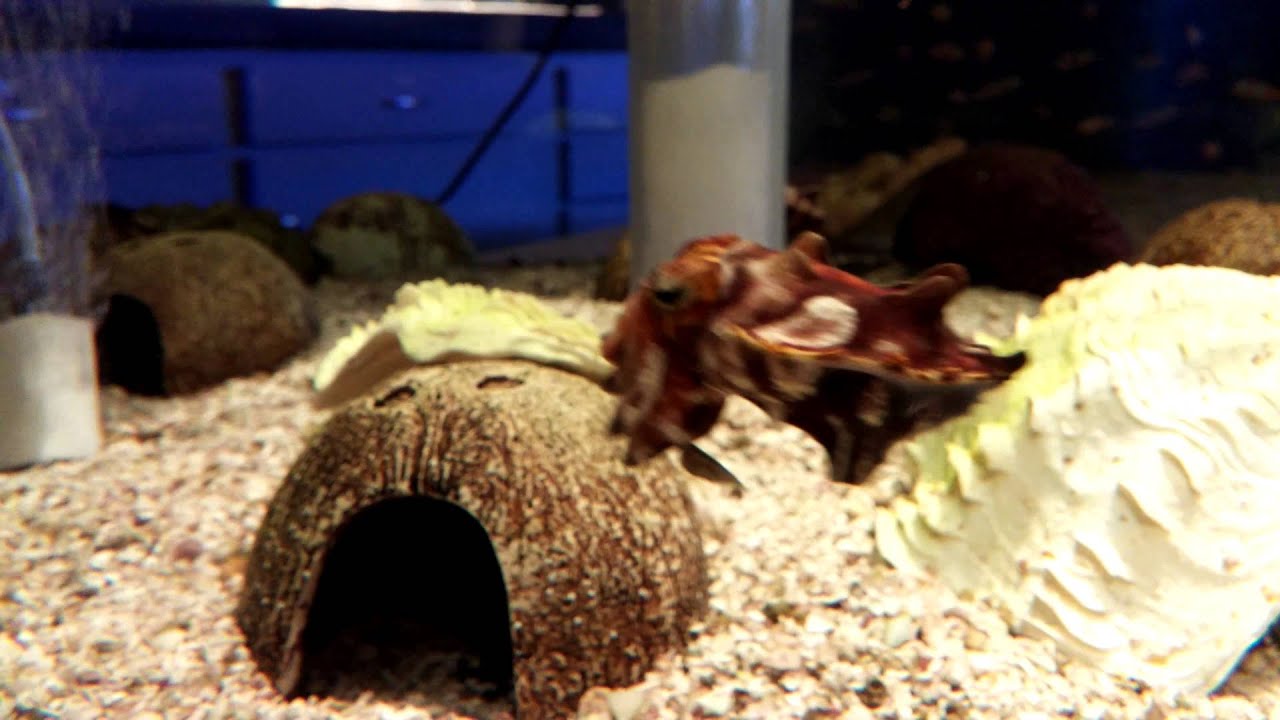 Cuddle fish at Disney - YouTube