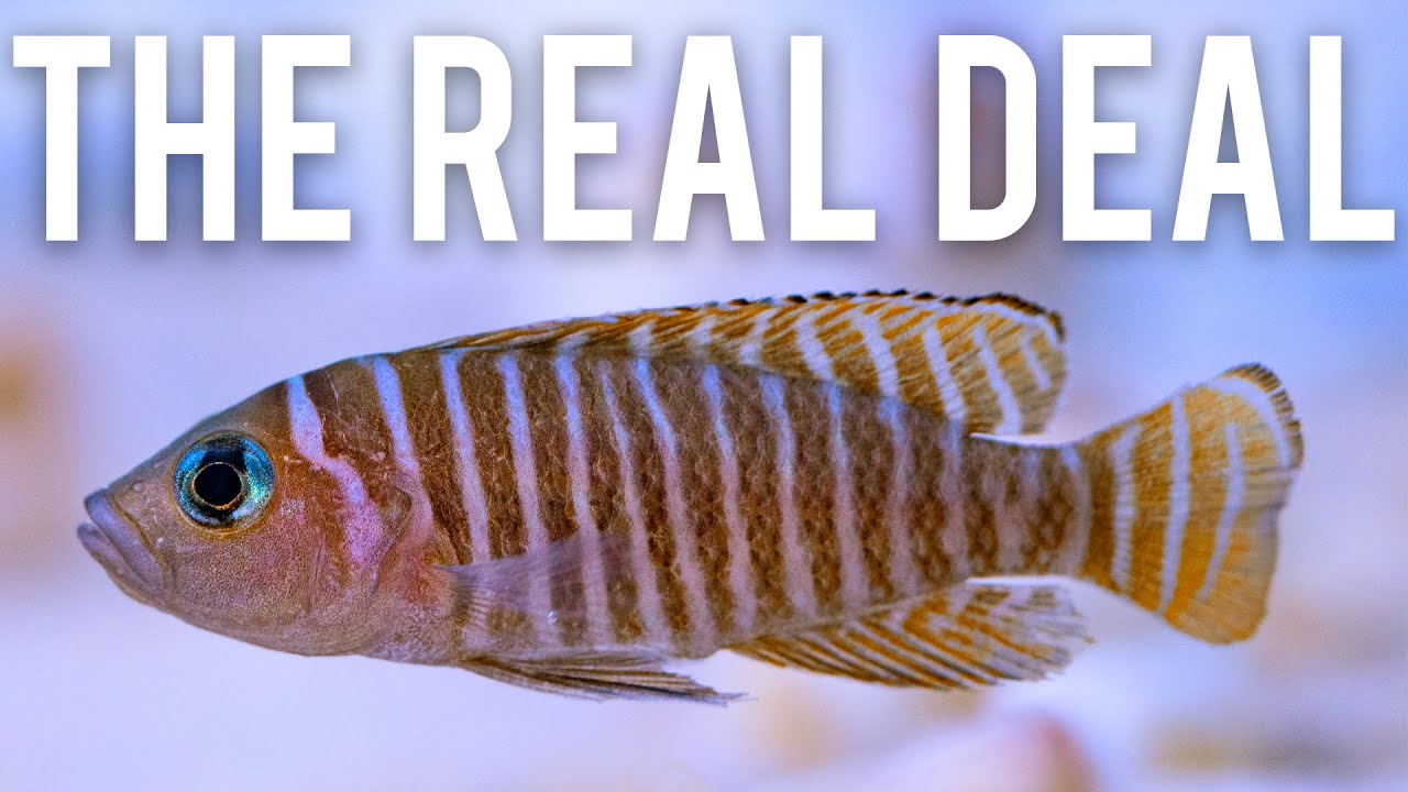 Shell Dweller Cichlids