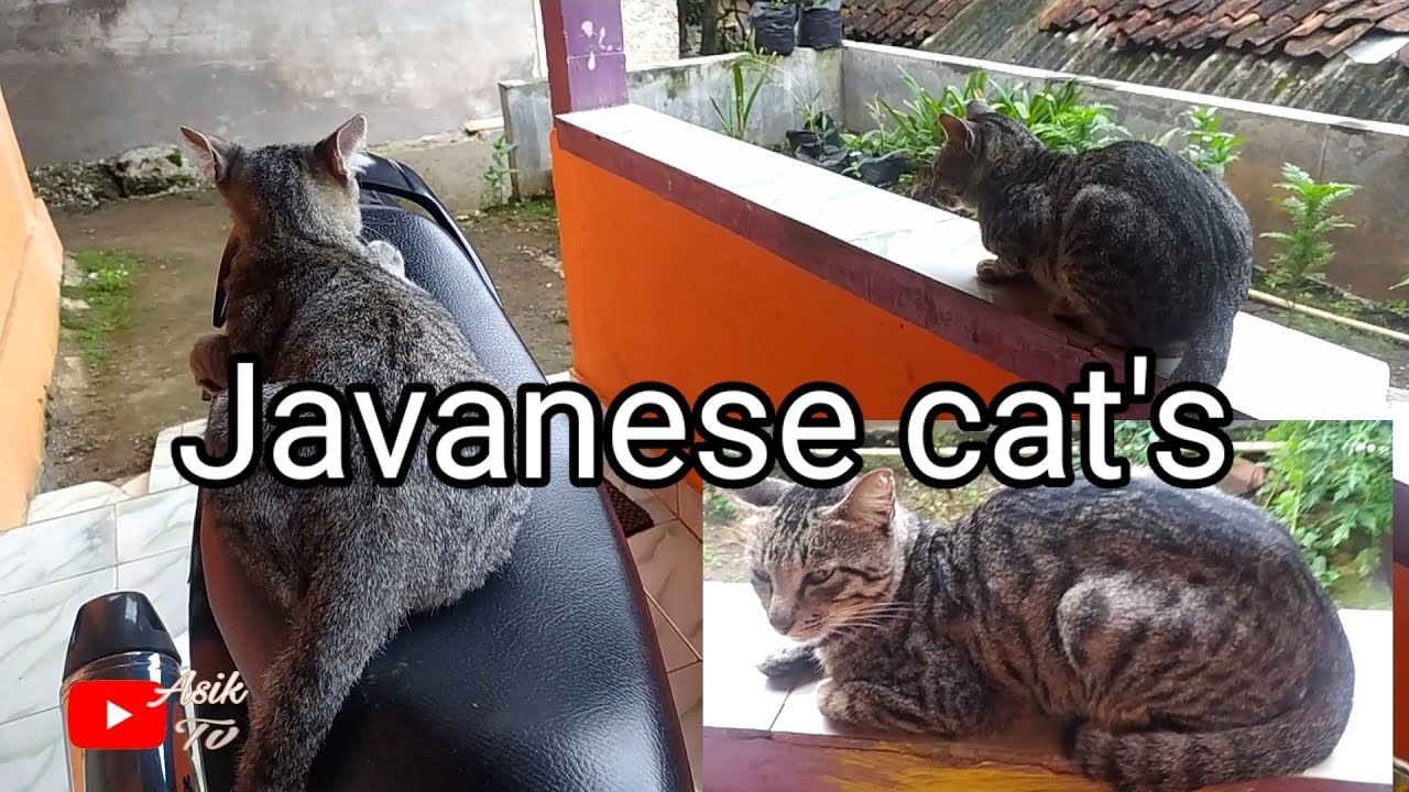 three Javanese cats indonesian - YouTube