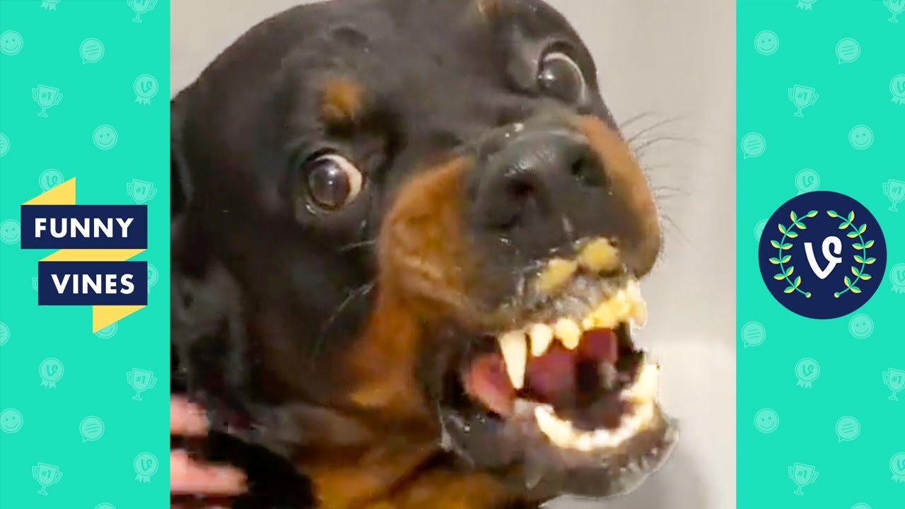 "DEMON DOG 😂" | TRY NOT TO LAUGH - CUTE CATS & FUNNY DOGS - YouTube