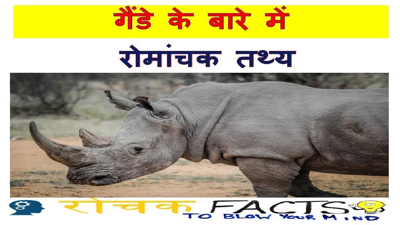 गैंडे के बारे में रोमांचक तथ्य | Rochak facts - YouTube
