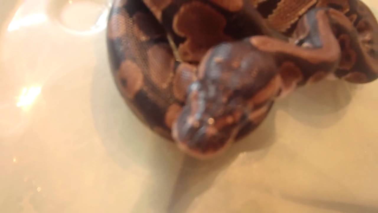 Ball Python Yawn - YouTube