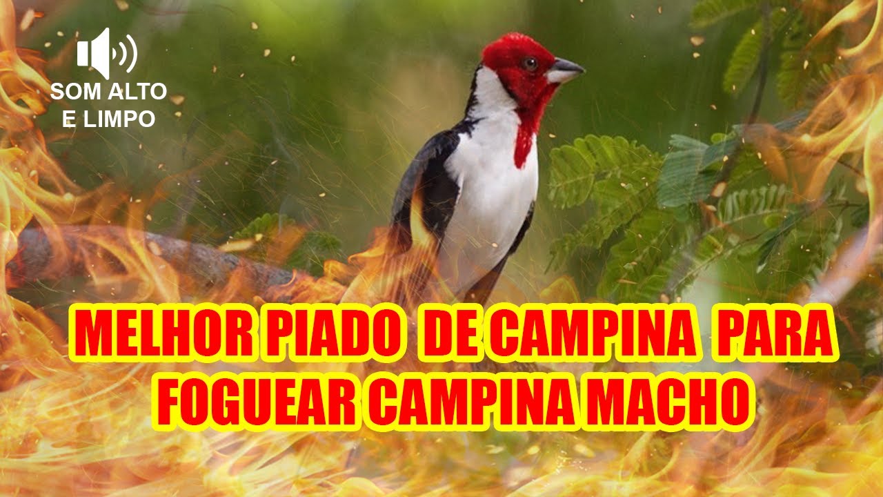 O MELHOR PIADO DE CAMPINA PARA FOGUEAR MACHO - YouTube