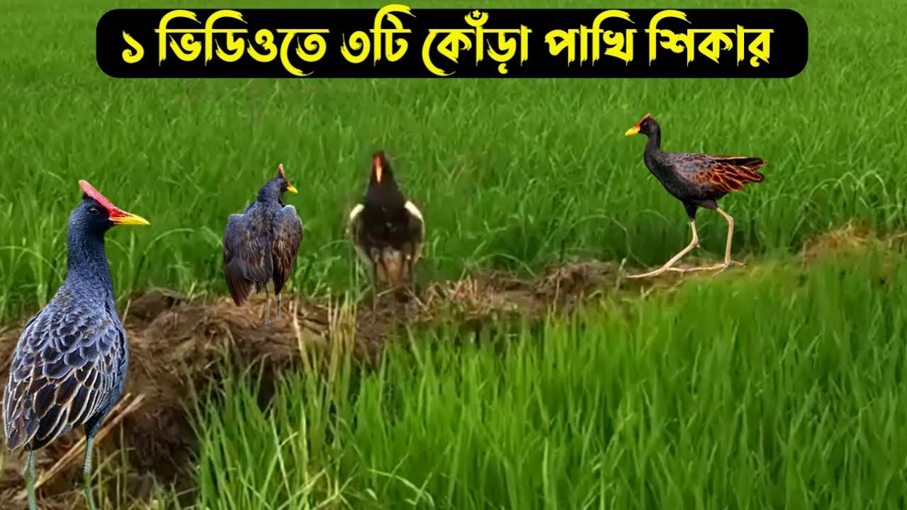 Hunting 3 Birds In One Video | Excellent Bird Catching Technology ...