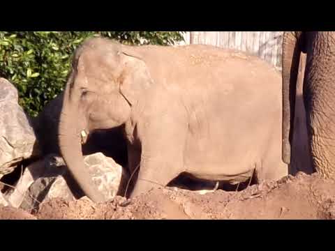 the elephant at Chester Zoo part 4