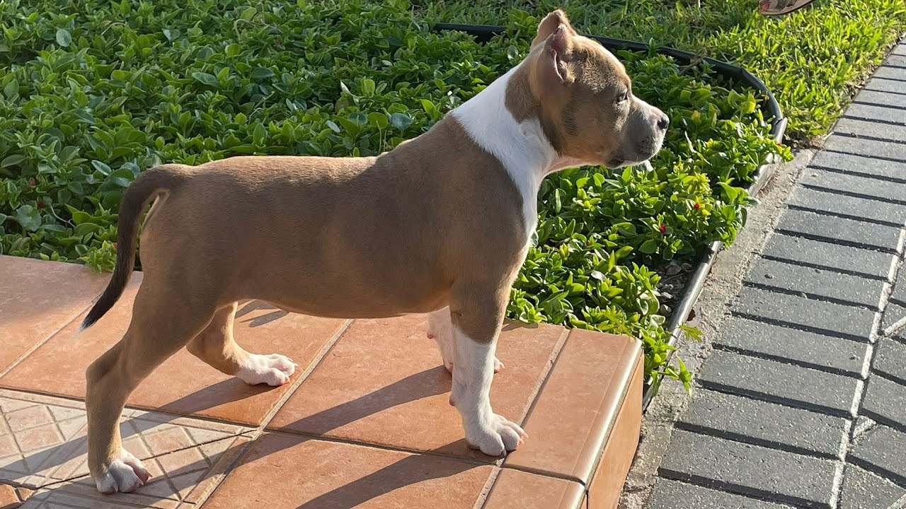 American Bully Breed CLub - YouTube