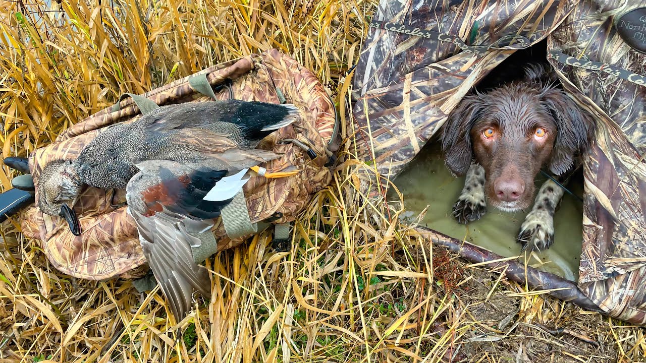 BANDED Gadwall on Columbia River. Duck Hunting with my Small ...