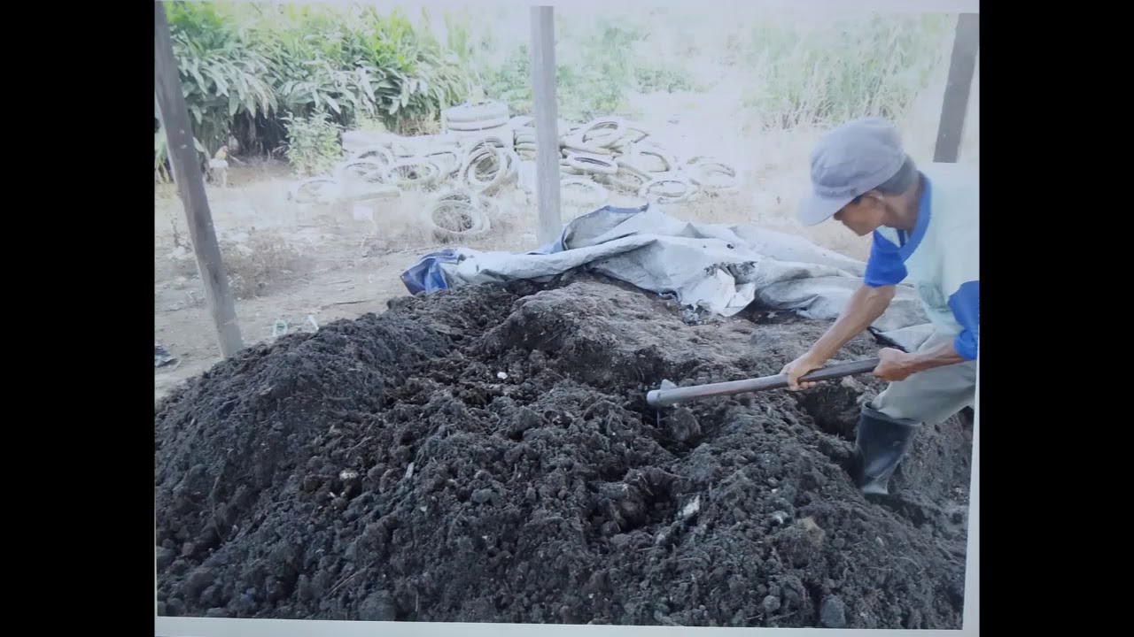 Pembuatan Pupuk Organik Bahan Limbah PKS, Feses Sapi Diperkaya Mikroba ...