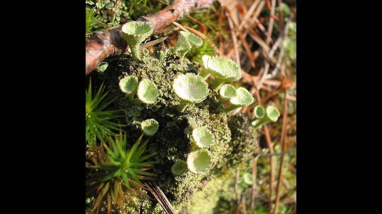 Biologie végétale S2 les thallophytes partie 2 ( les champignons et les ...