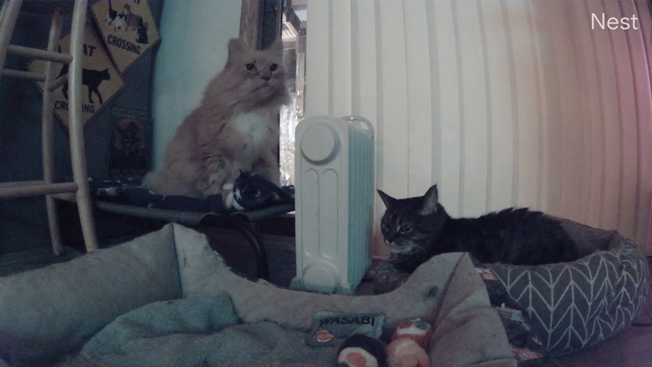 Telling feral cat Leo good night & tucking him in - spoiled kitty ...