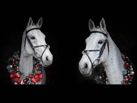Archie | Video 120 (Christmas Photo Shoot | December 6th 2025#1 |Behind ...