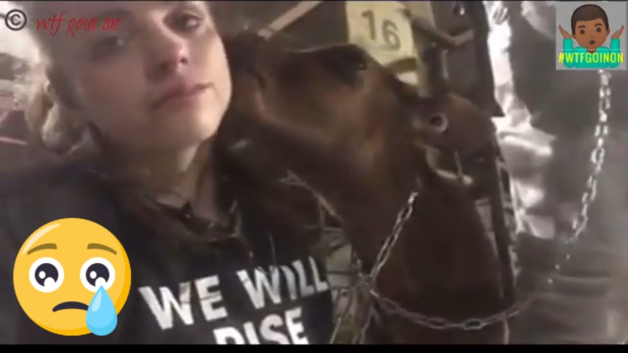 Female Activist sneaks into slaughterhouse to comfort a calf prior to ...