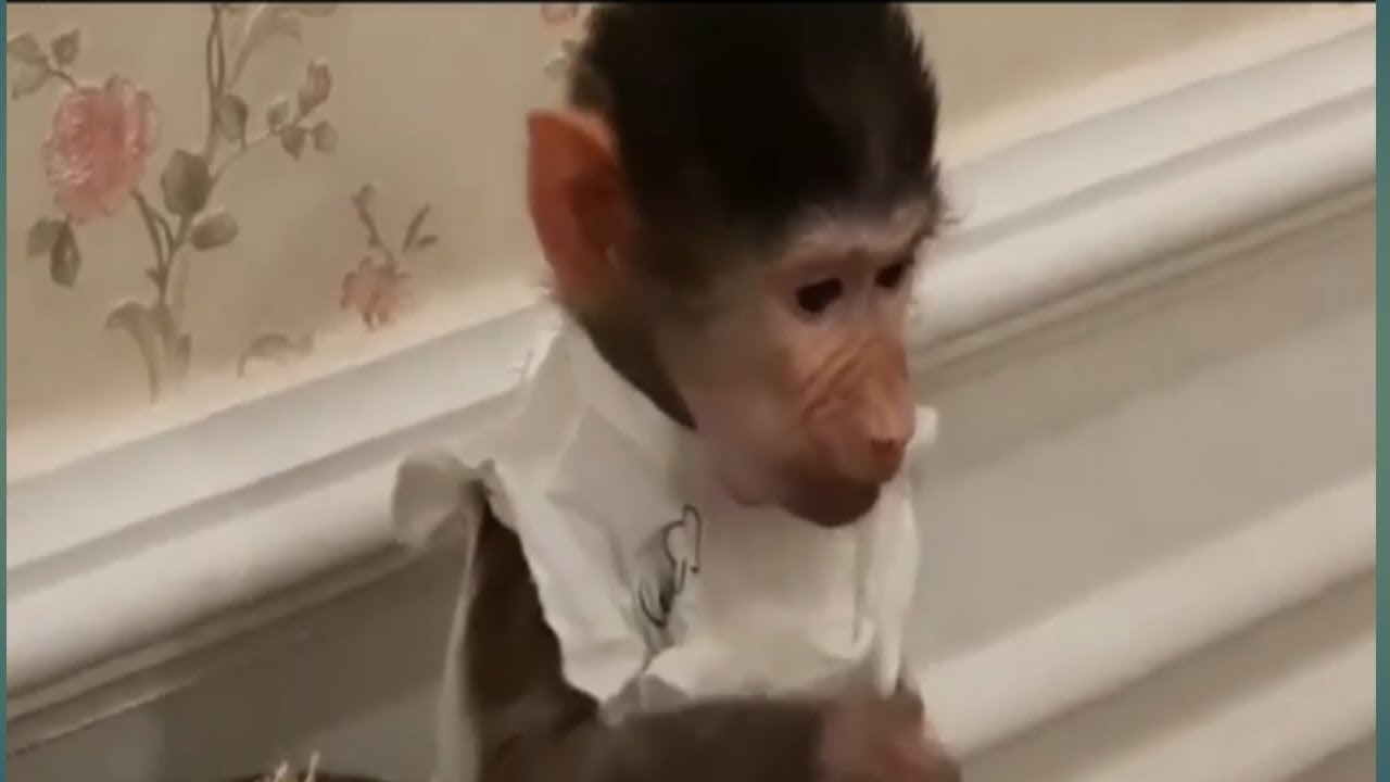 NEW HOME FOR OLIVE THE MONKEY🙉 #monkey #monkeyvideo#monkeys - YouTube