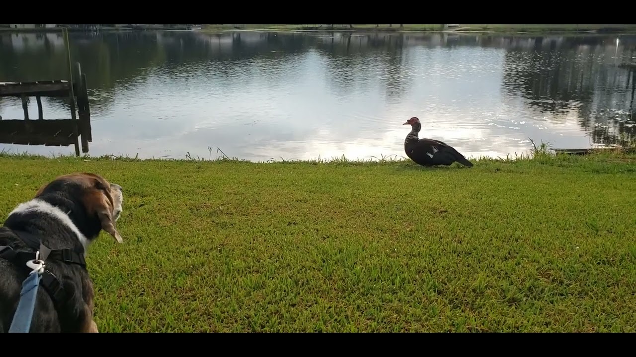 Unflappable Duck - YouTube