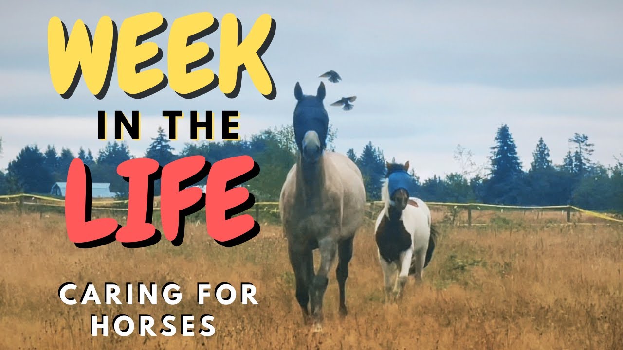 Weekend Routine With My Horses - YouTube