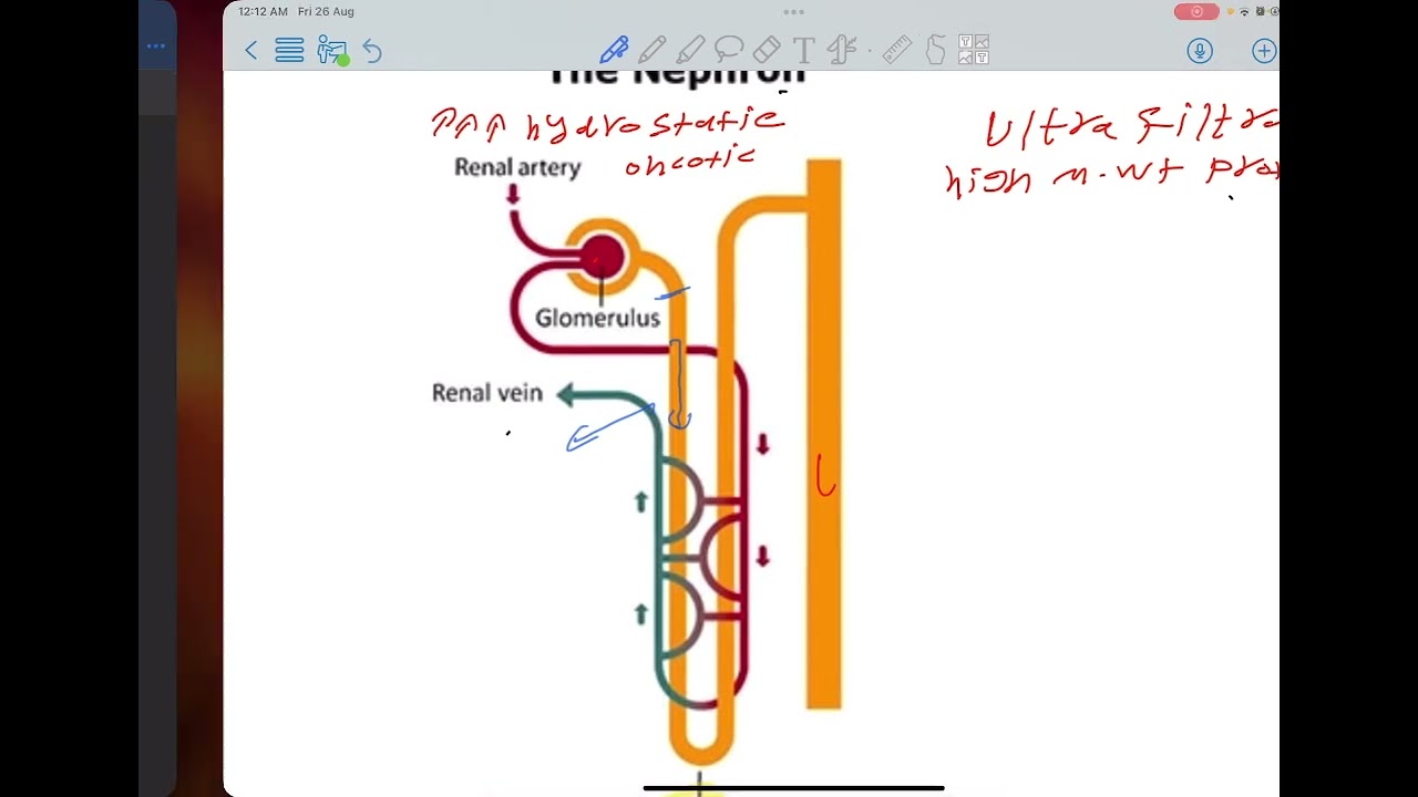 Clinical chemistry-kidney part1 - YouTube