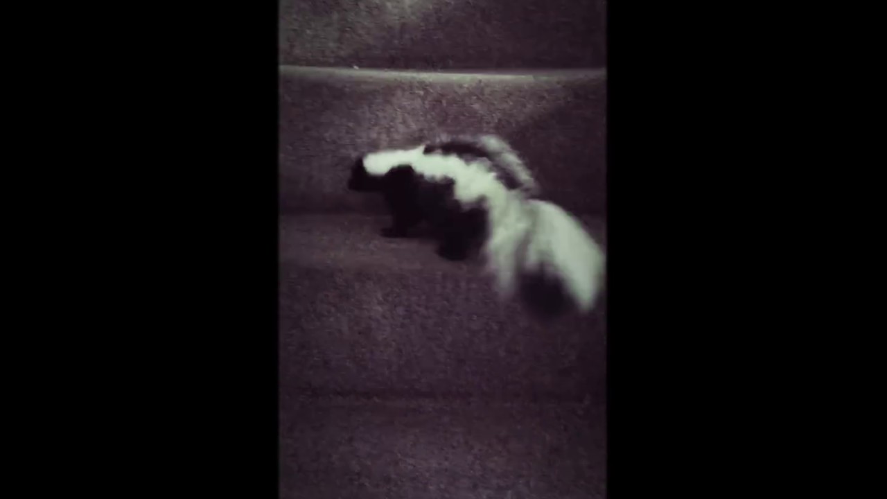 Lilly the pet skunk, climbing the stairs. - YouTube