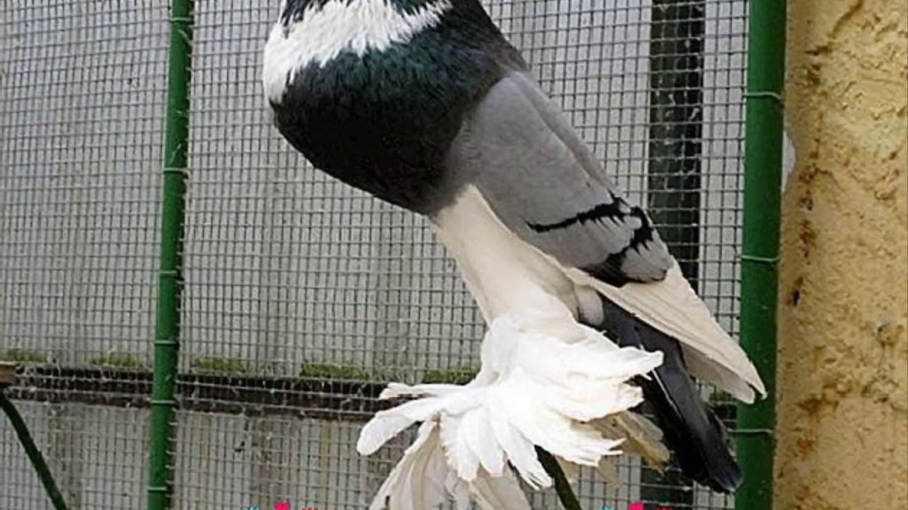 10 rase de porumbei partea 1 - YouTube