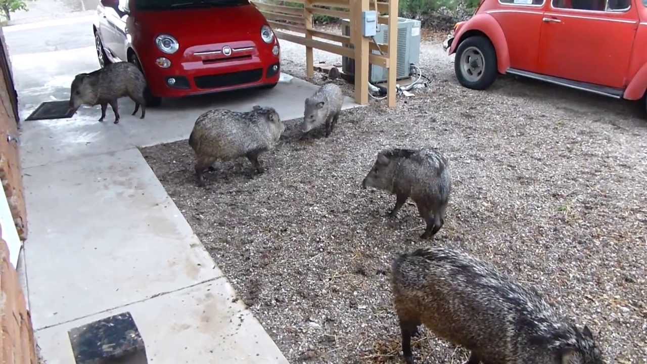 javelina aggression - YouTube