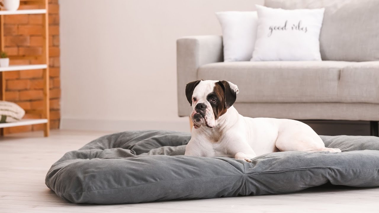 Boxer Dog Crate Training How to Do It Right - YouTube