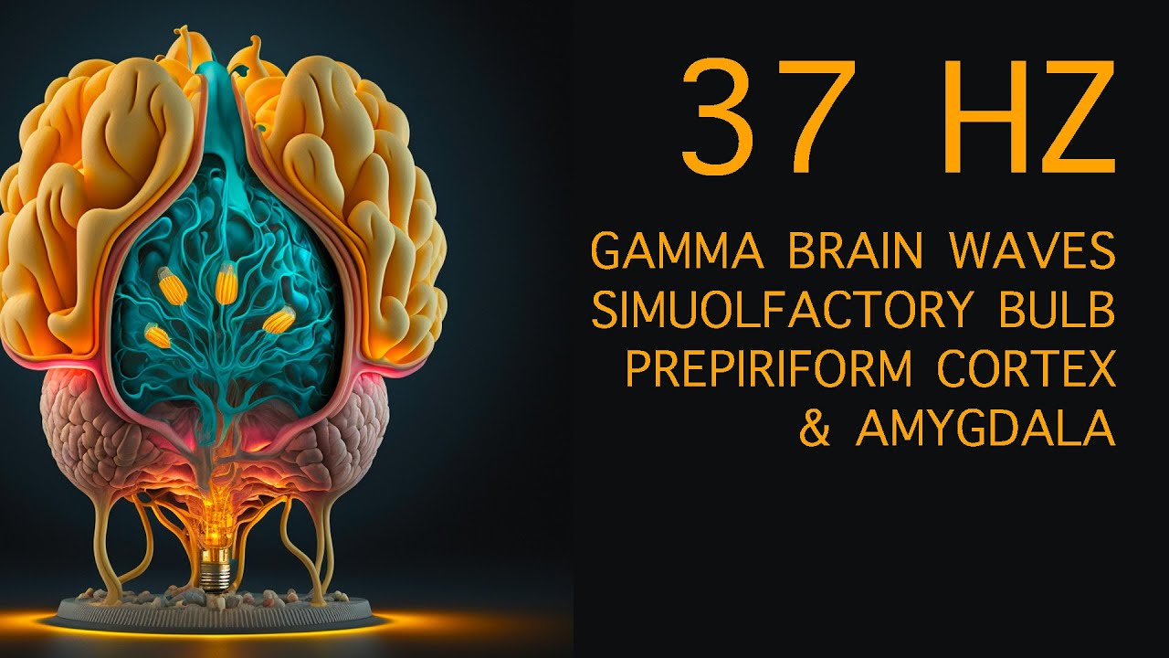 37 Hz Gamma Olfactory Bulb, Prepyriform Cortex & Amygdala - YouTube