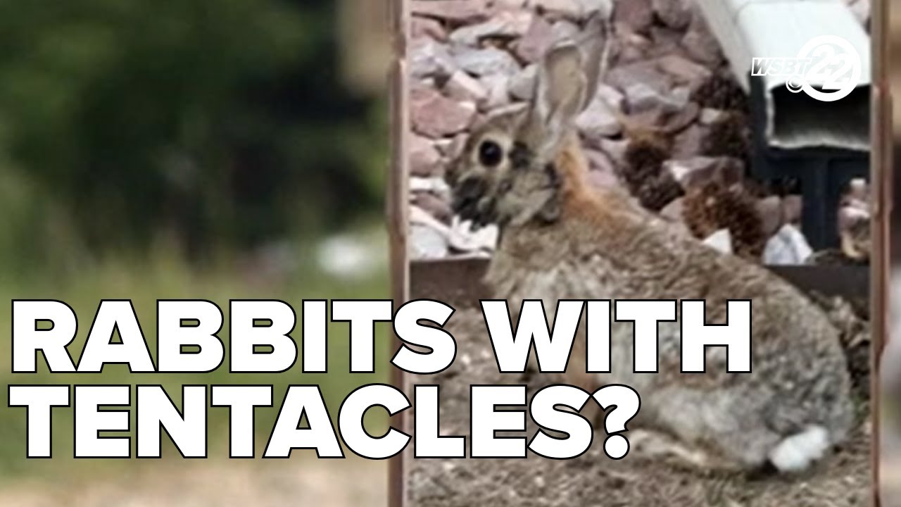 Rabbits with tentacles, in Colorado? - YouTube