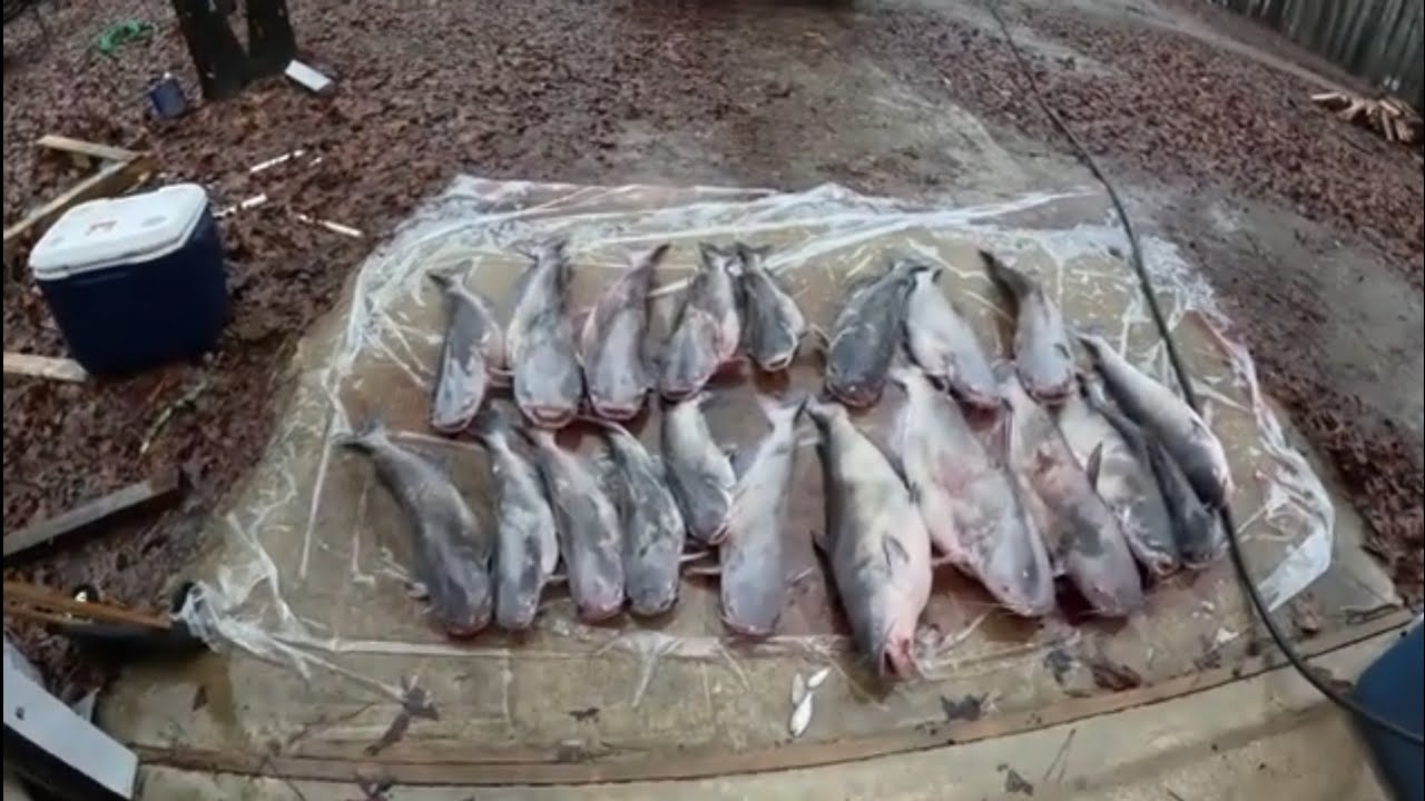 LIMITED OUT IN LESS THAN 2 HOURS!!! Father & Son snagging big catfish ...