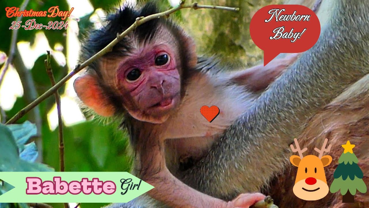 Christmas Day! Welcome Newborn Baby Babette to the World ,So Cute,🎄💕 ...