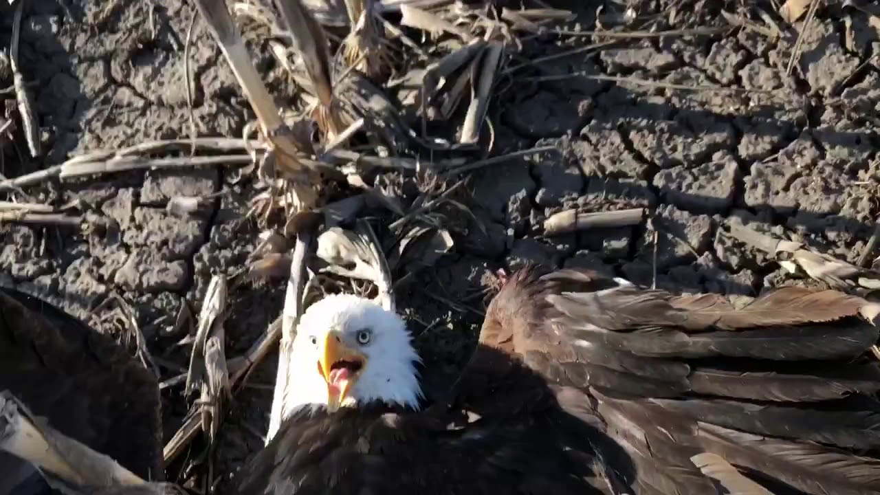 Dangerous Eagle rescue - Terrible broken wing. - YouTube