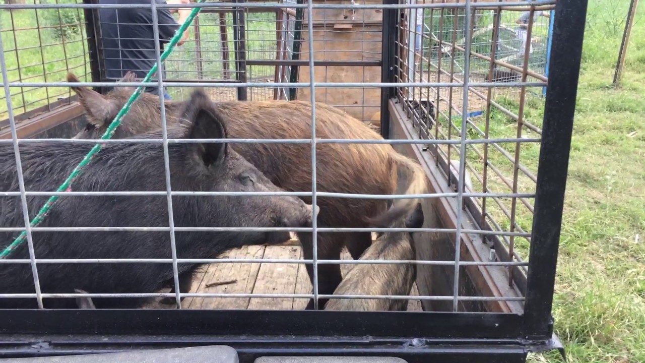 Loading wild hogs by Three little piggies - YouTube