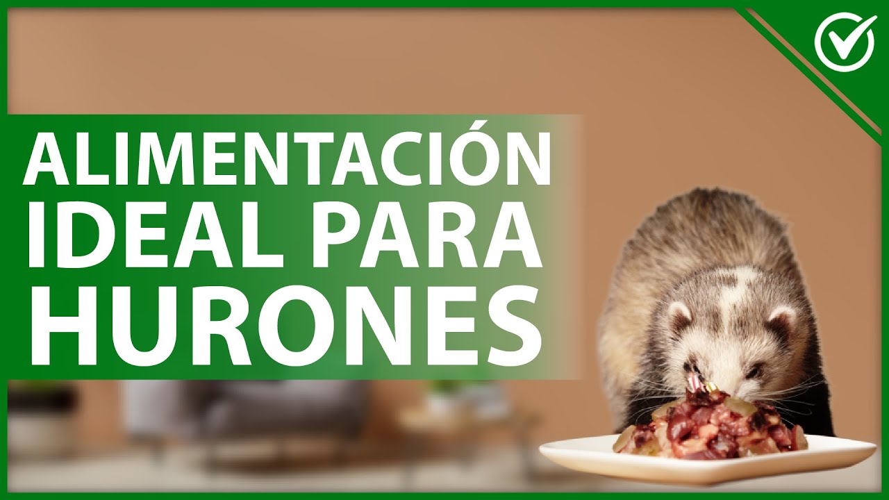 🦡 Cómo ALIMENTAR a un HURÓN correctamente - Información nutrimental ...